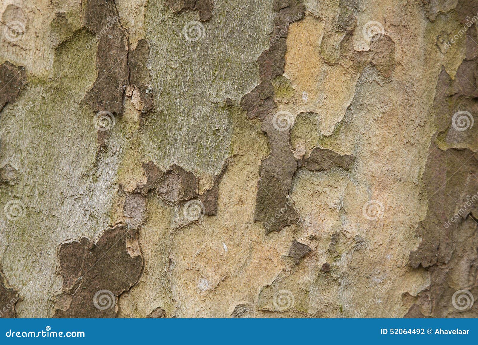 Closeup of Plane Tree Trunk Stock Photo - Image of peeled, natural ...