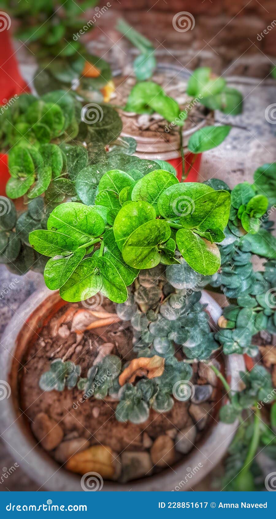 Closeup of Plant,focused with Blurr Background, Wallpaper Stock Image ...