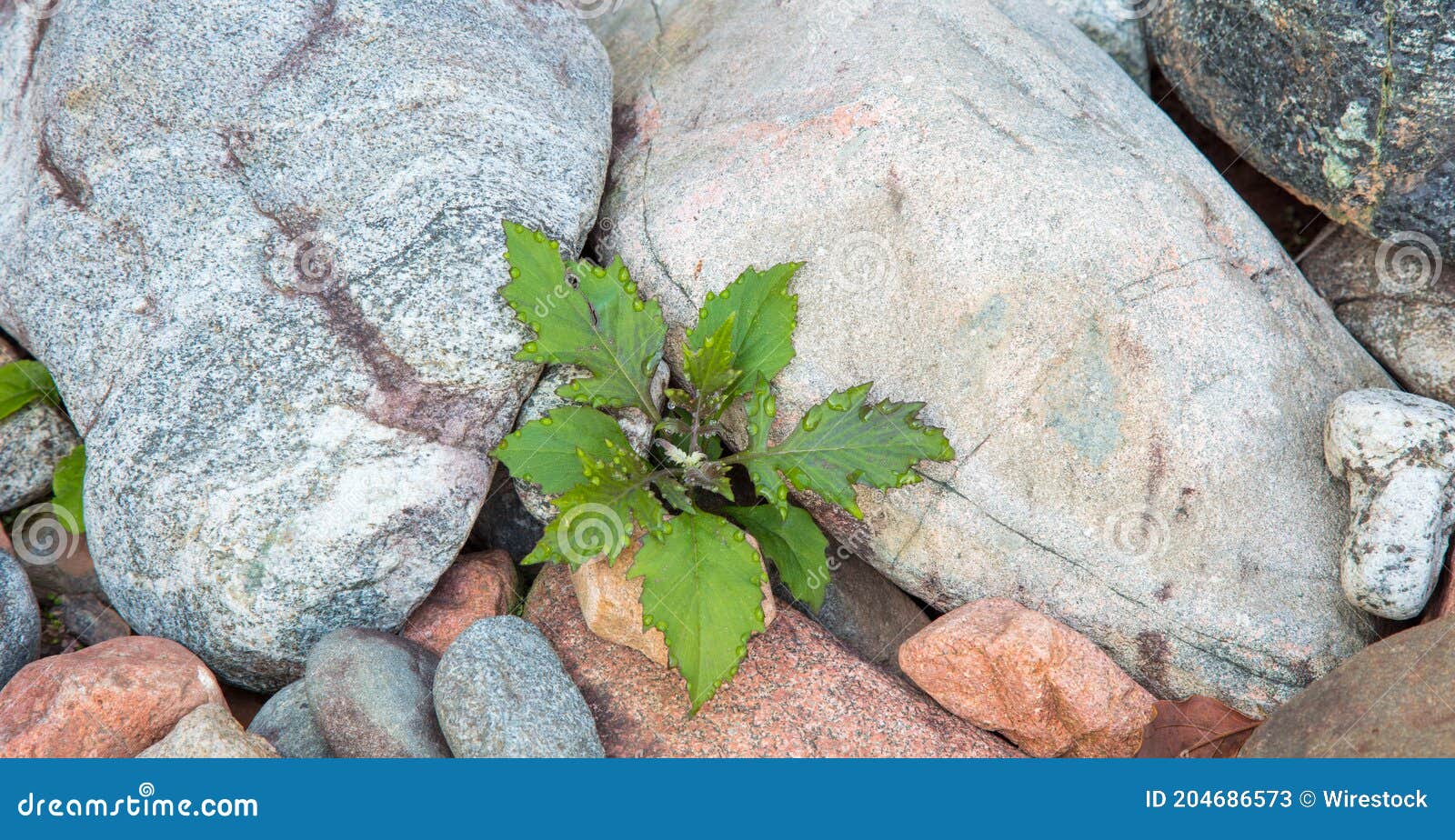 Closeup of a Plant Growing among Stones Stock Image - Image of botany ...