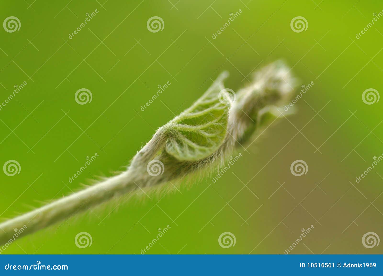Closeup of plant leaf stock image. Image of closeup, close - 10516561