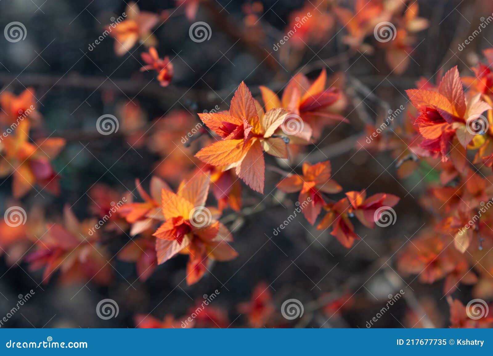 Closeup of the Plant with Red Leaves in Spring Stock Image - Image of ...