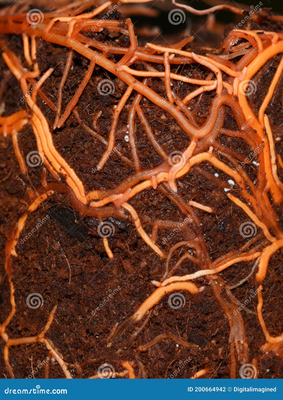 Root System Underground in Soil Stock Photo - Image of earth, roots ...