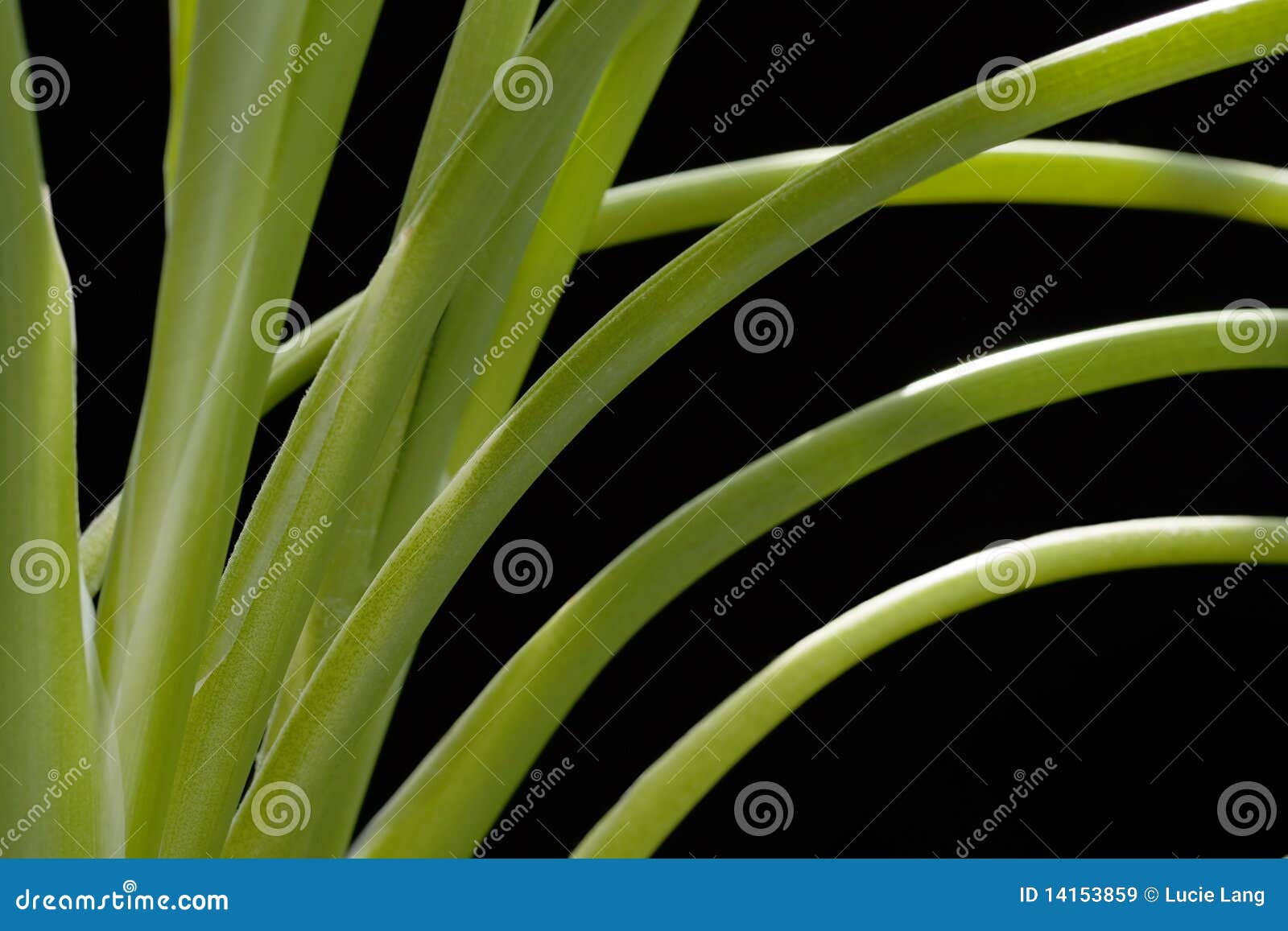 Closeup of plant stems stock image. Image of leaf, nature - 14153859