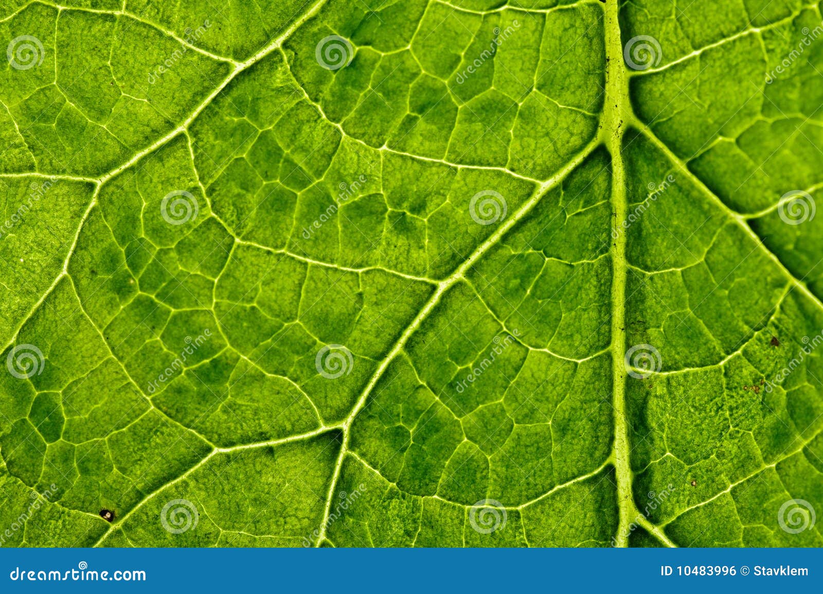 Closeup Plant Texture Background Stock Photo - Image of abstract ...