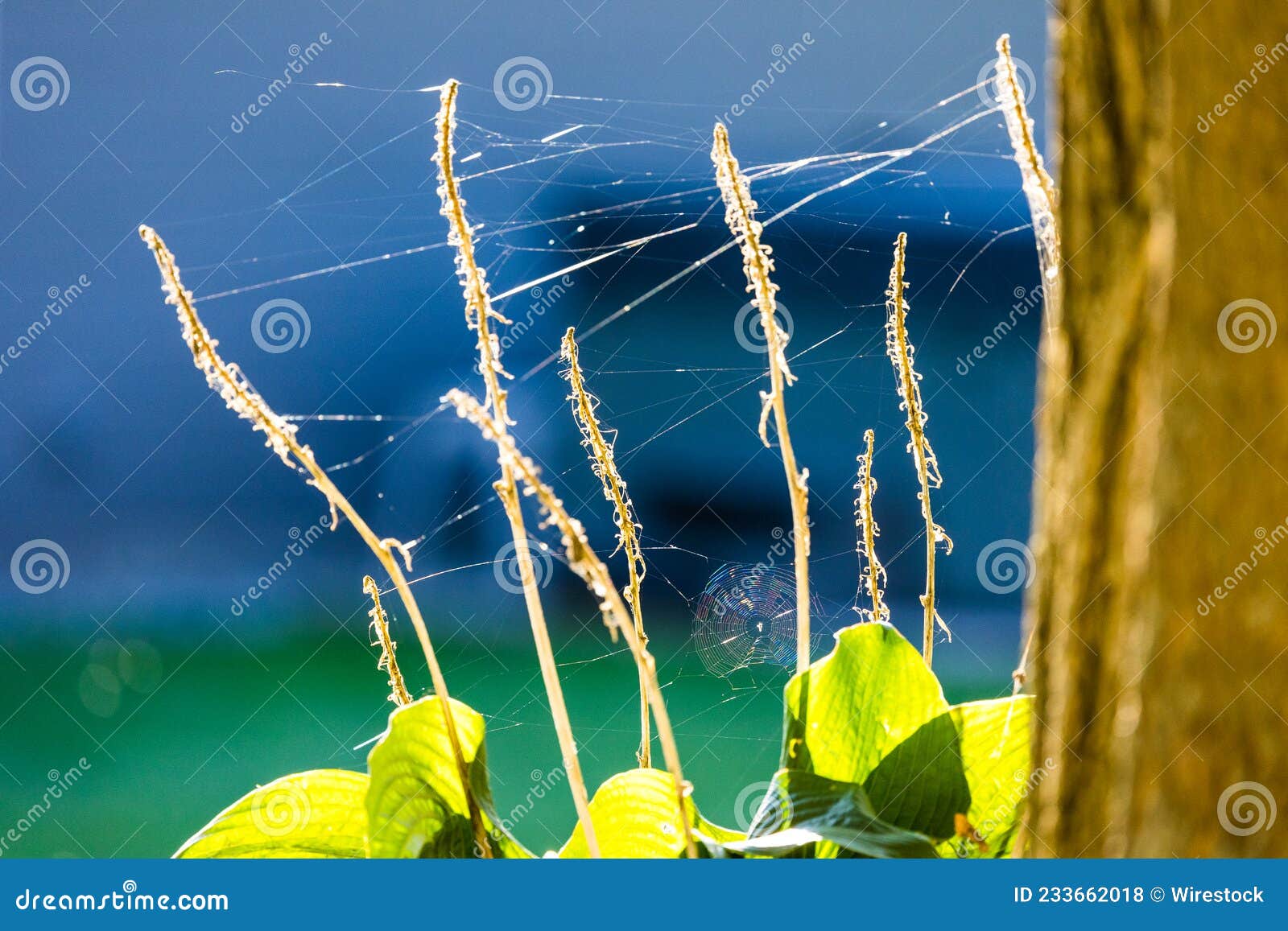 Closeup of the Plants with Cobwebs Under Rays of the Sun. Stock Photo ...