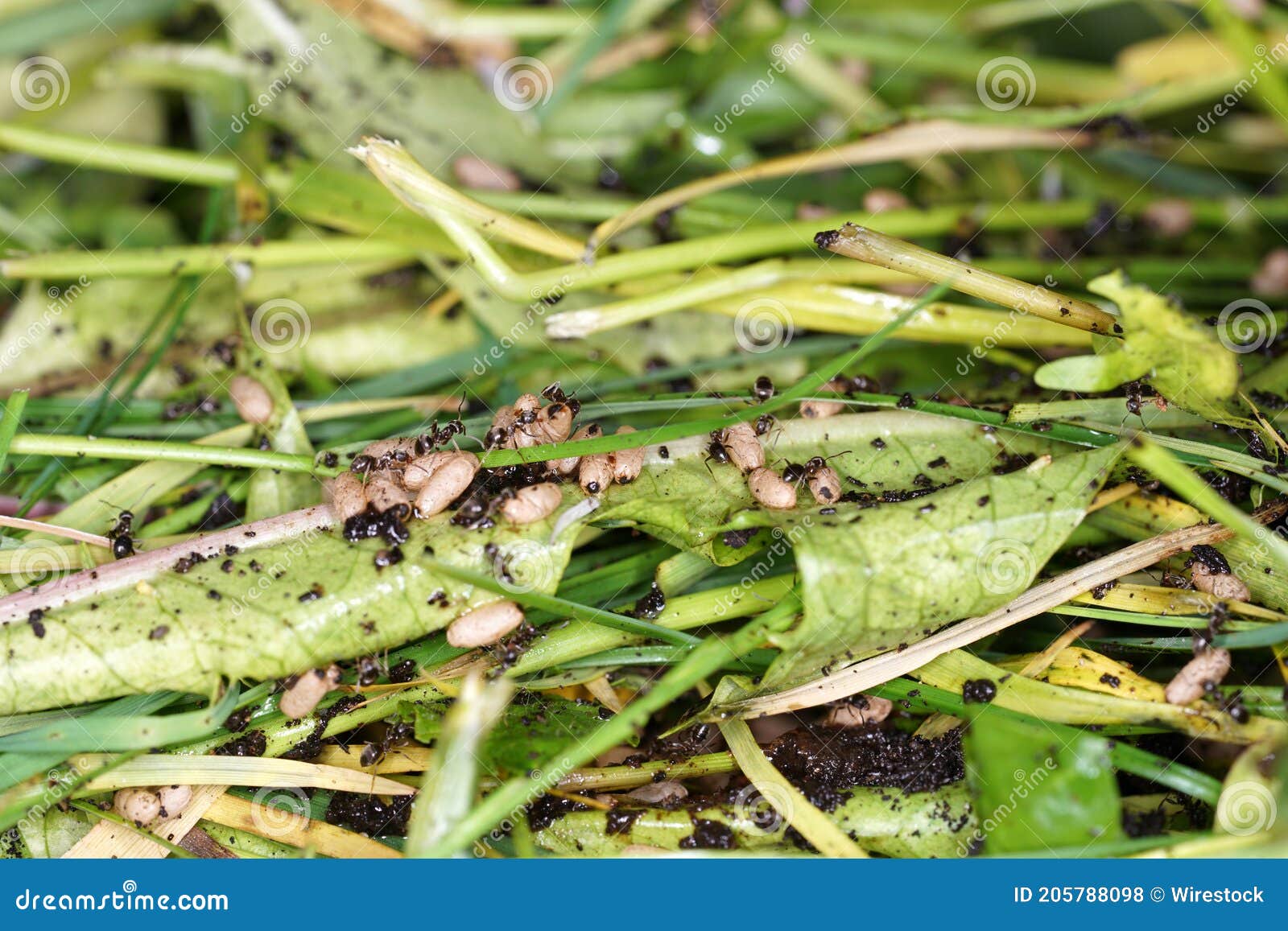 Closeup of Plants with Soil and Insects Stock Photo - Image of ecology ...