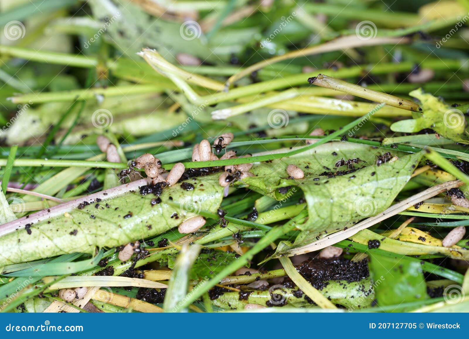 Closeup of Plants with Soil and Insects Stock Image - Image of soil ...