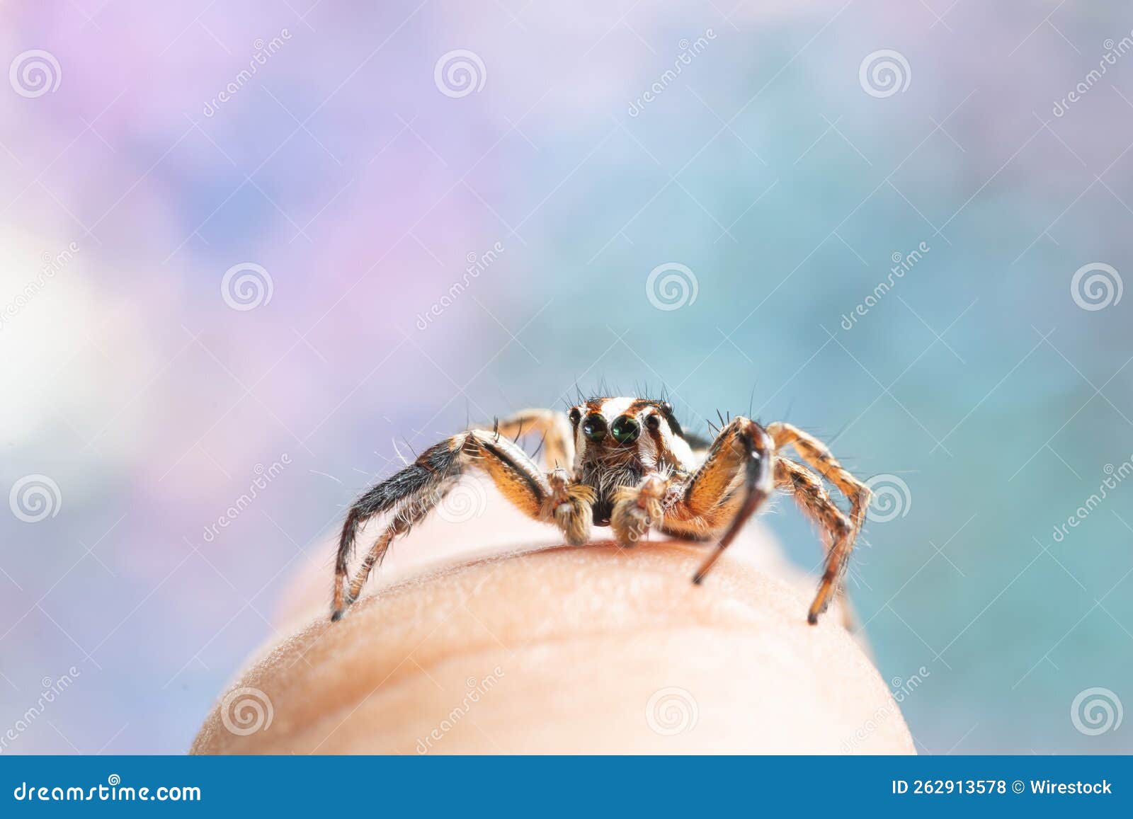 Closeup of Plexippus Paykulli, Pantropical Jumping Spider on the Finger ...