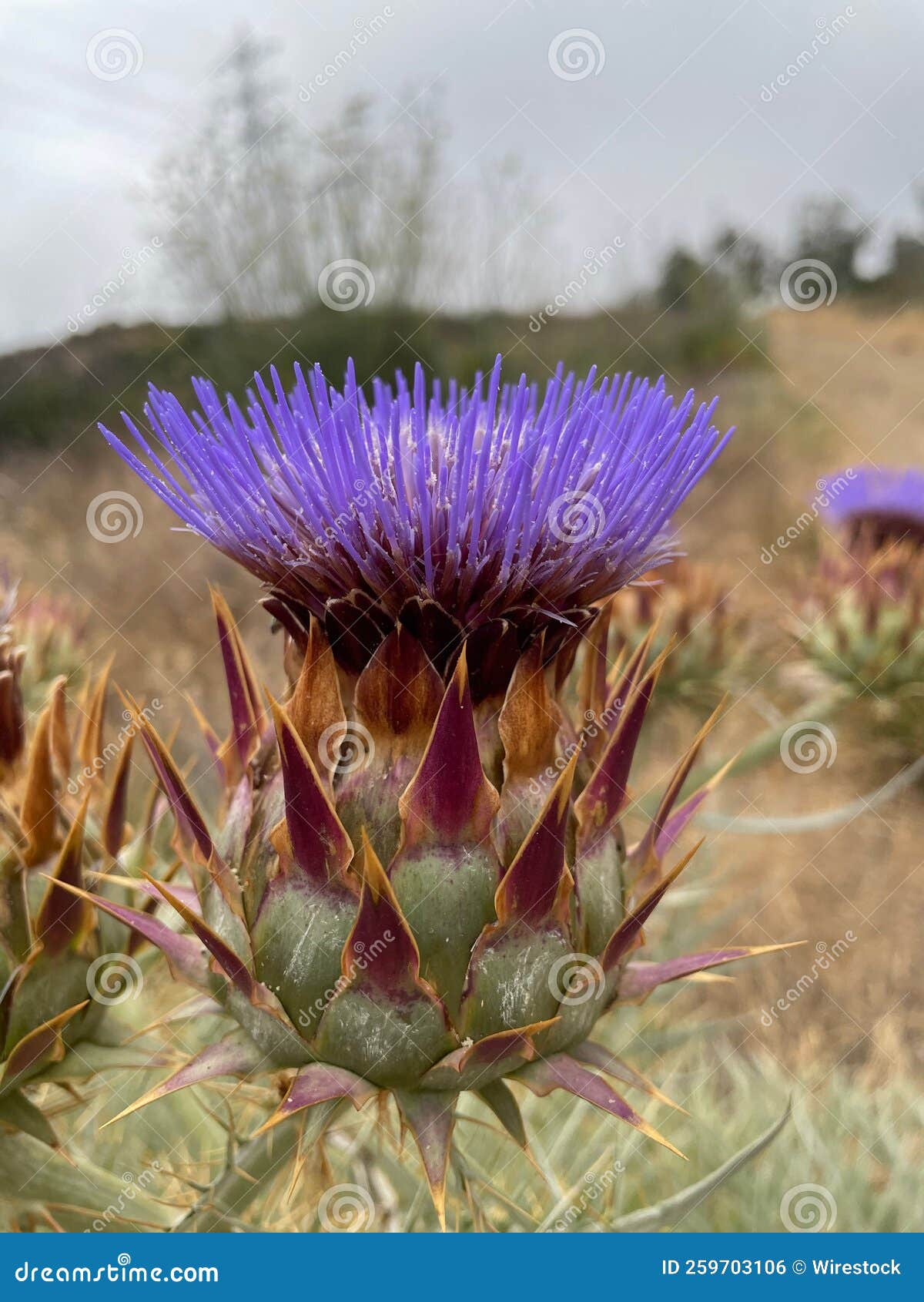 Closeup of Plumeless Thistle Spiky in Field Stock Photo - Image of ...