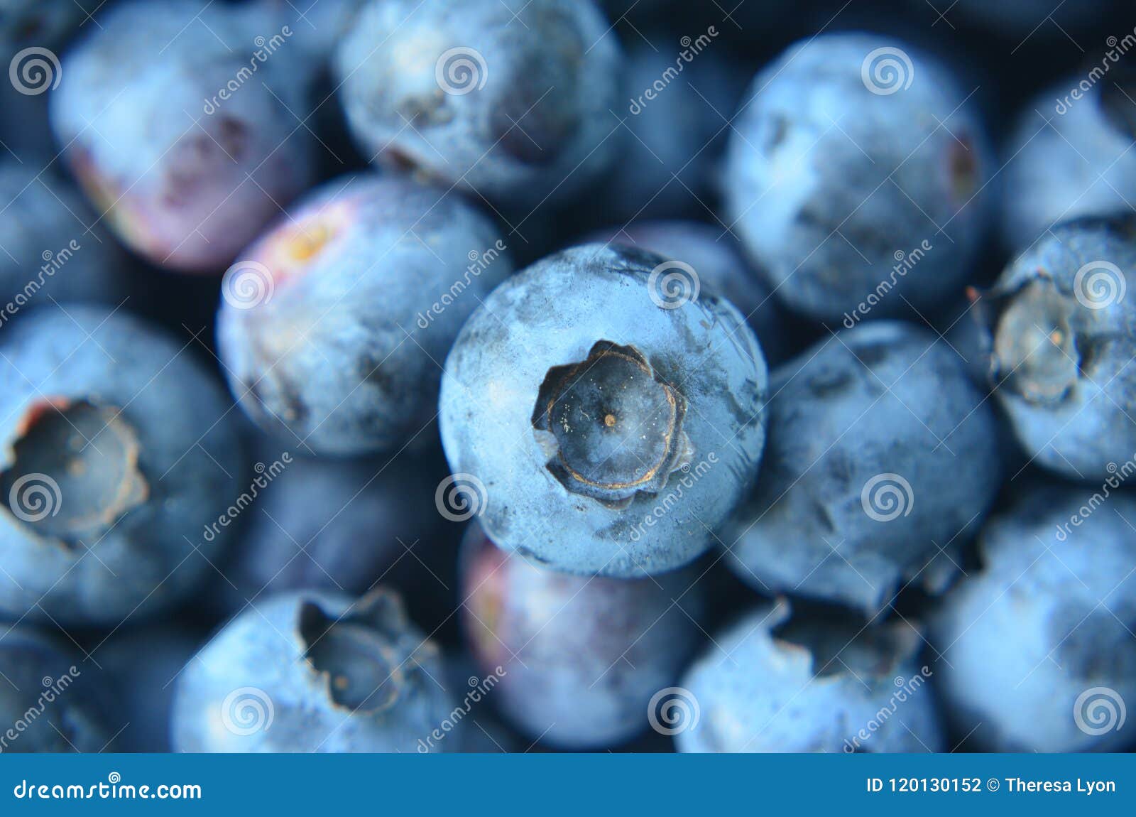 Closeup of Plump Organic Fresh Picked Blueberries Stock Photo - Image ...