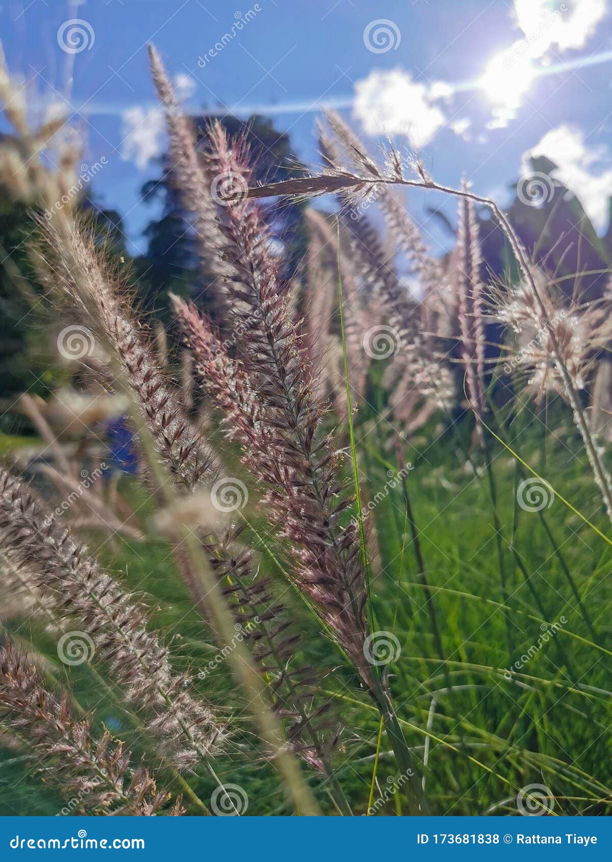Closeup Poaceae Grass Flower Stock Photo - Image of grass, botany ...