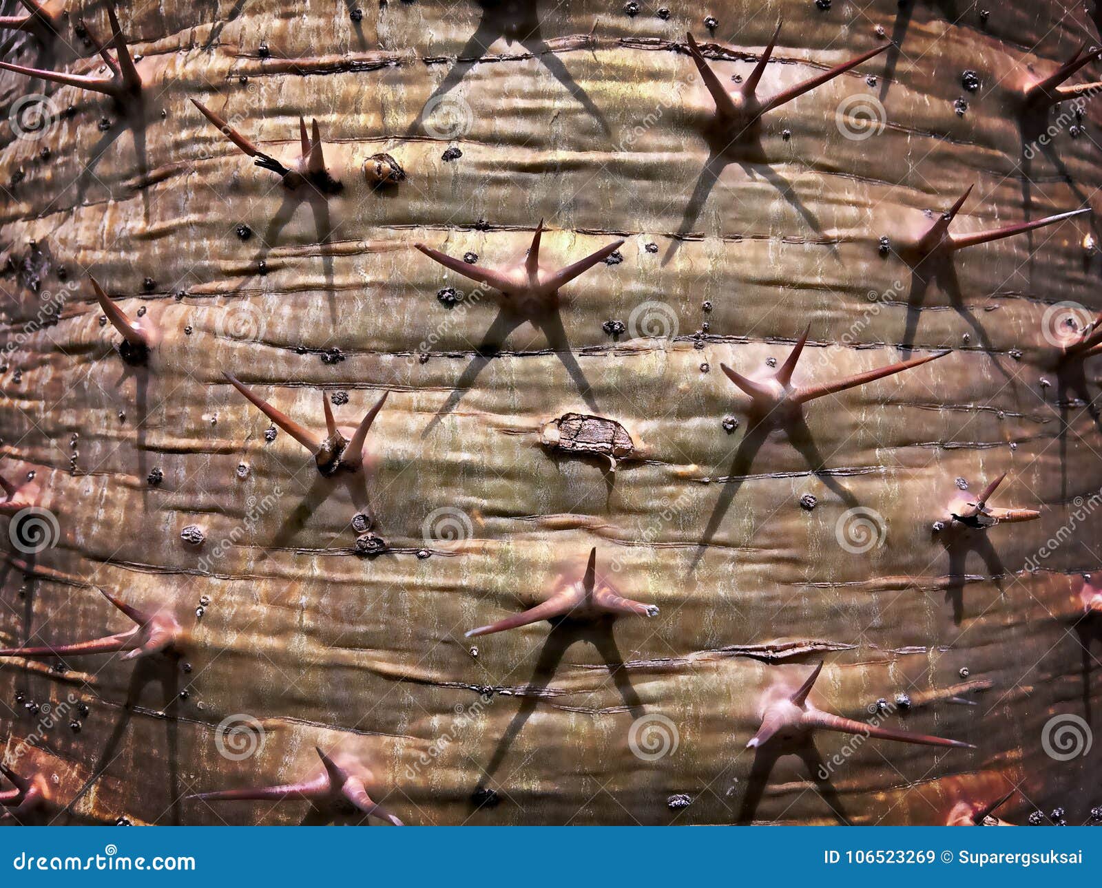 Closeup Spikes of Desert Cactus Stock Image - Image of sharp ...