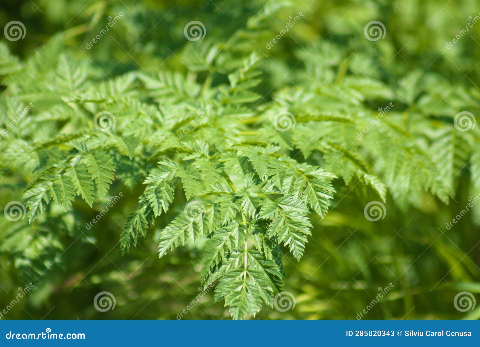 Closeup of Poison Hemlock Leaves with Selective Focus on Foreground ...