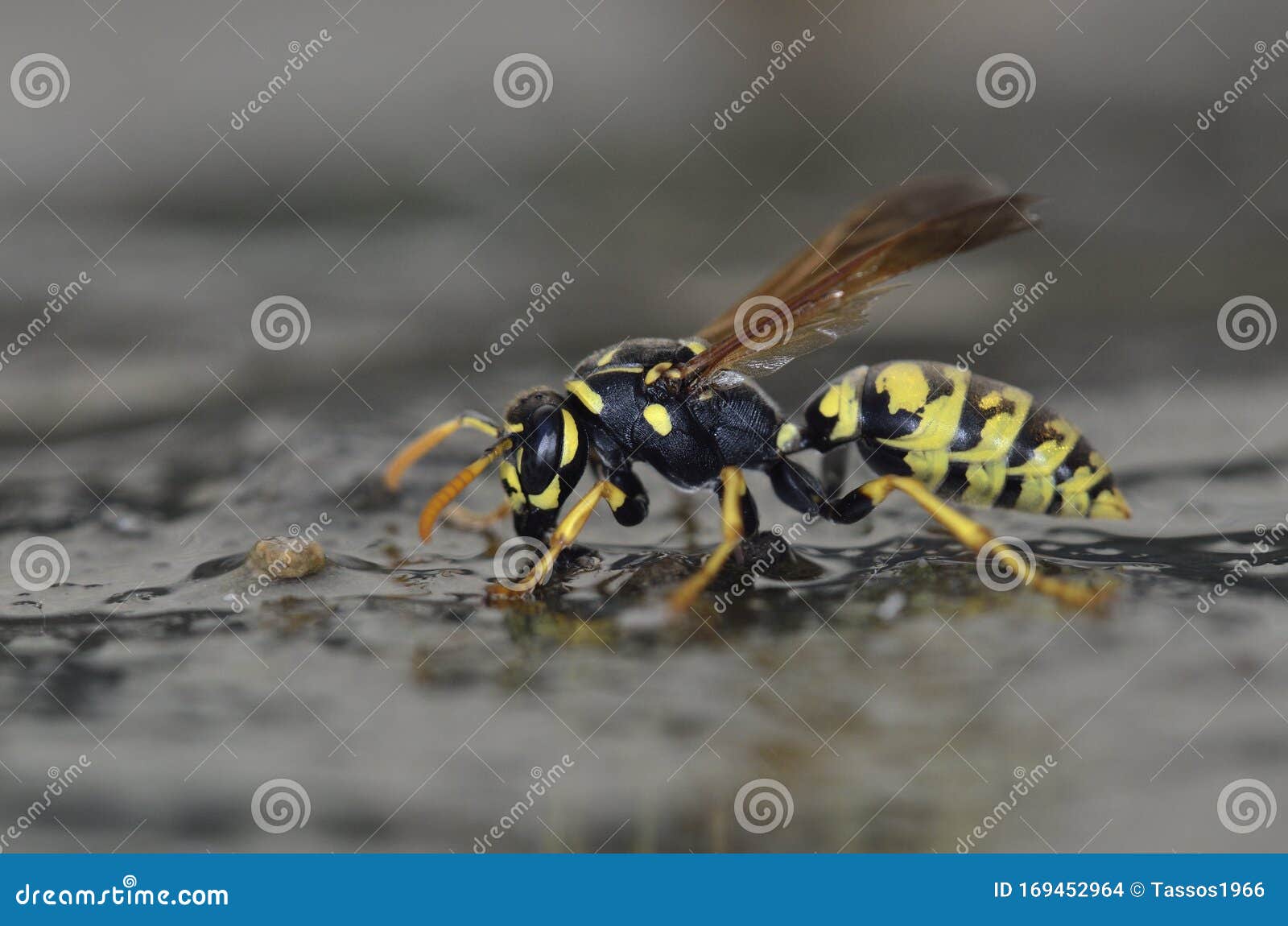 134 Greek Wasp Photos - Free & Royalty-Free Stock Photos from Dreamstime
