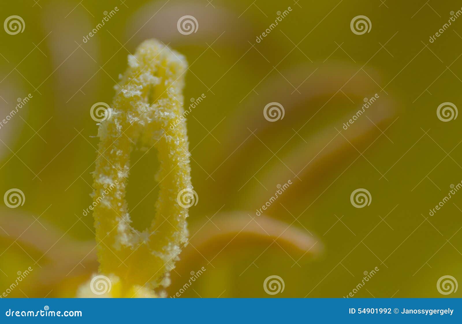 Closeup pollen stock photo. Image of bright, bloom, garden - 54901992
