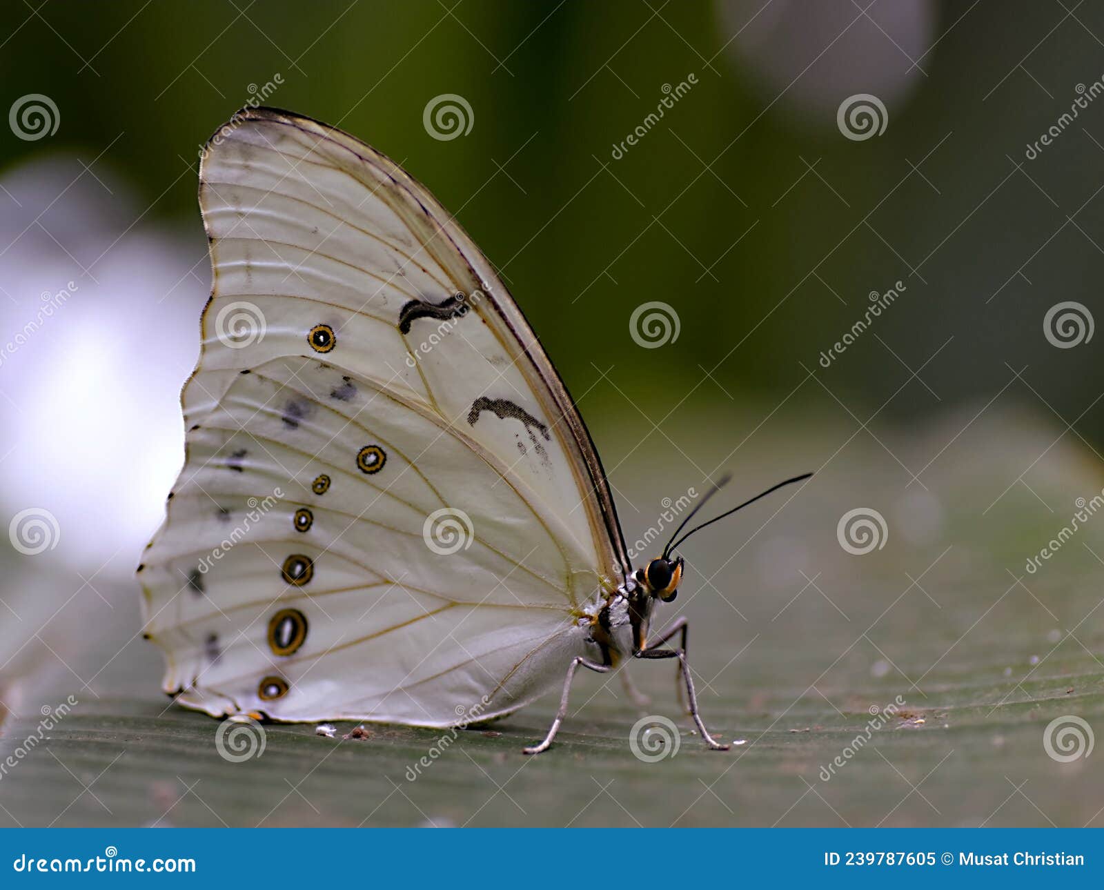 White Morpho, Morpho Polyphemus Stock Photo | CartoonDealer.com #12050940