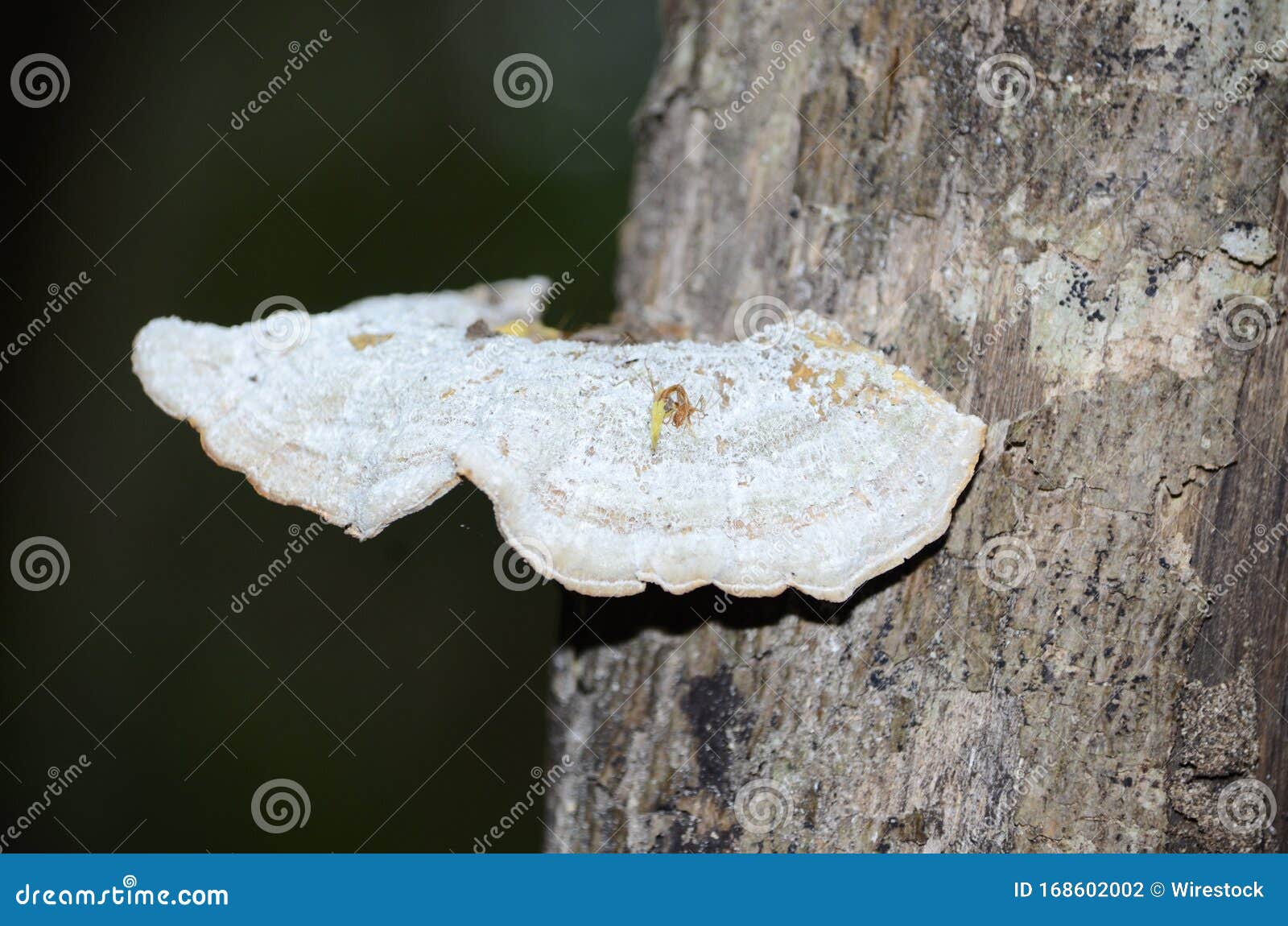 Closeup of Polyporales on a Tree in a Garden with a Blurry Bakground ...