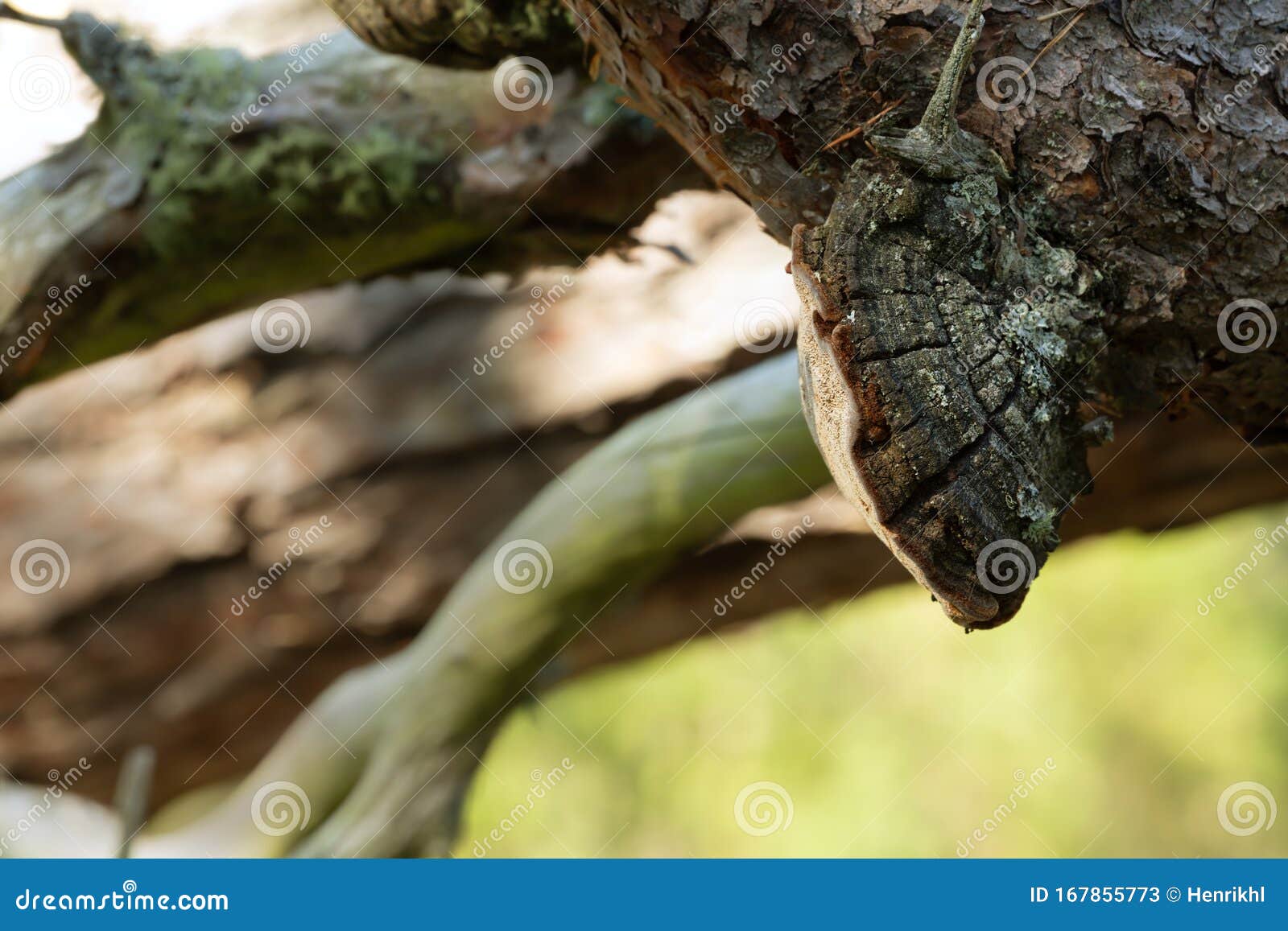 Polypore, Phellinus Pini on Pine Wood. Stock Image - Image of mushroom ...