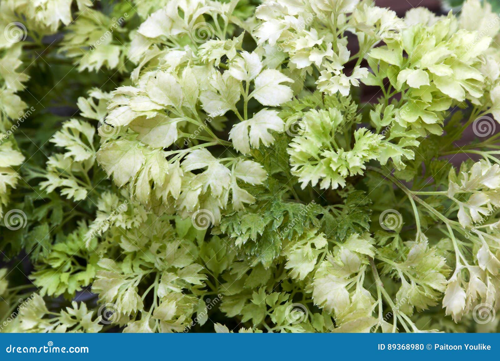 Closeup Polyscias Ornamental Plants Stock Photo - Image of lush, nature ...