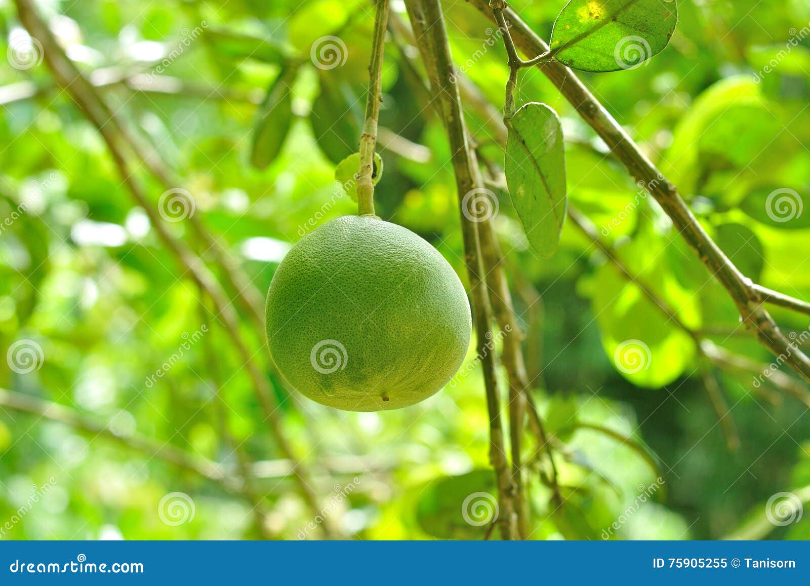 Closeup of Pomelo Fruit on Tree in Garden Stock Image - Image of nature ...