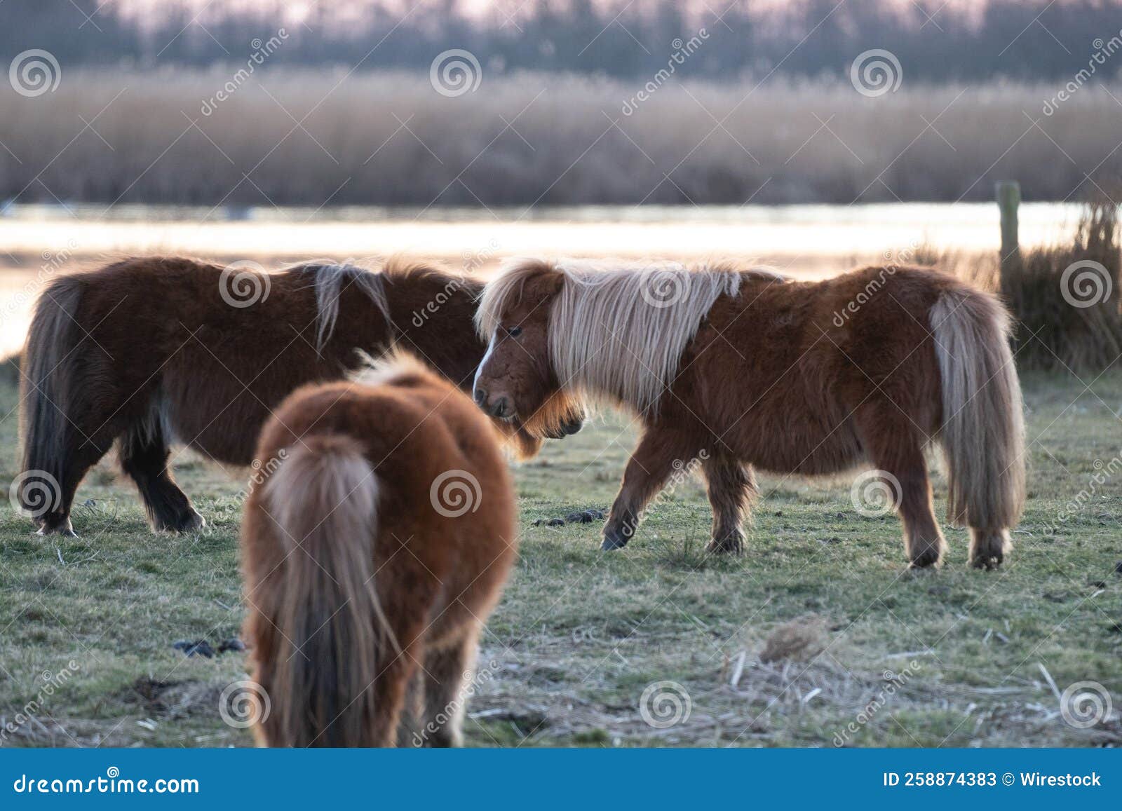 Closeup of Ponies Standing in a Field while the Sun is Setting Stock ...