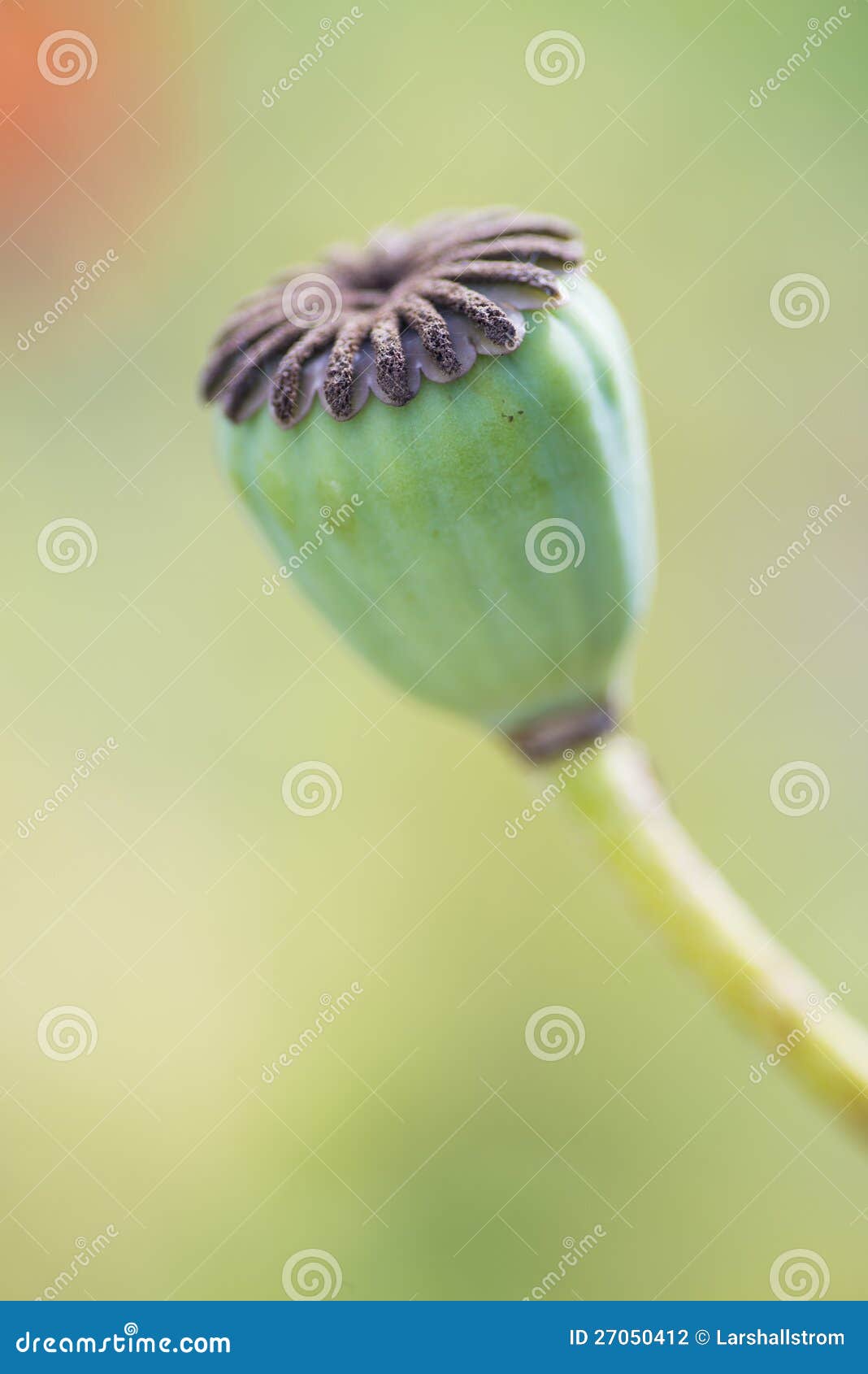 Closeup of poppy capsule stock photo. Image of addiction - 27050412