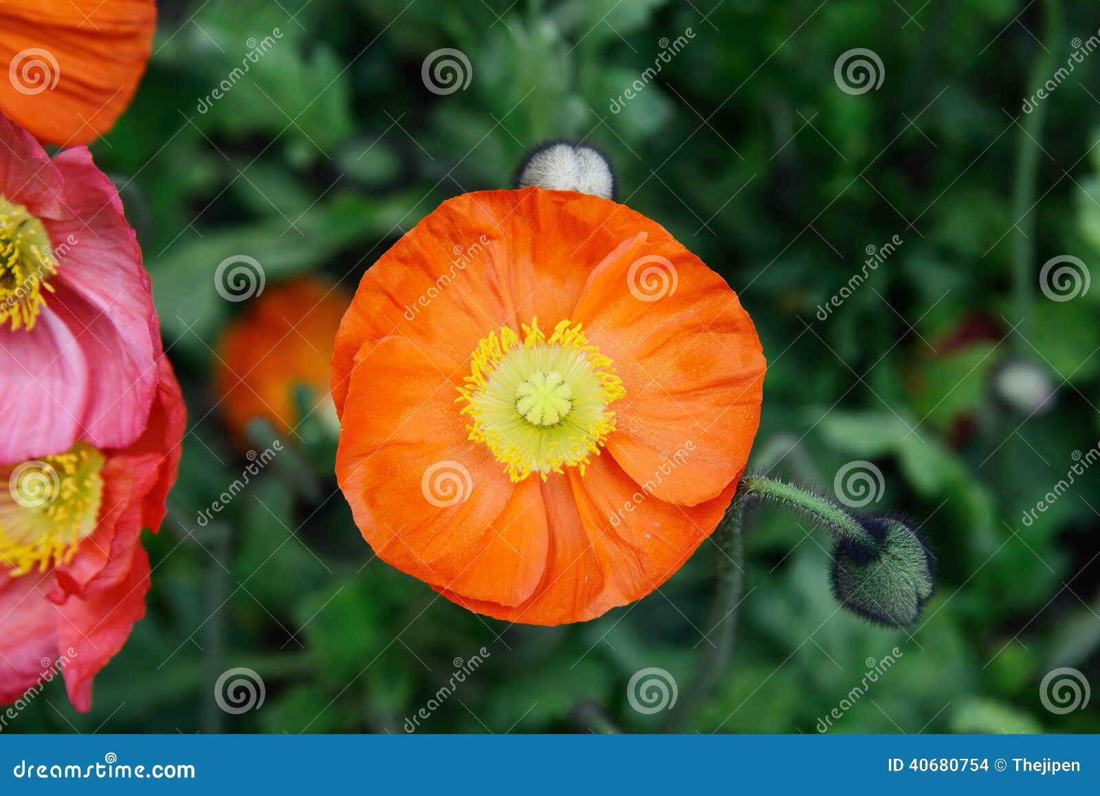 Closeup of poppy flower stock photo. Image of garden - 40680754