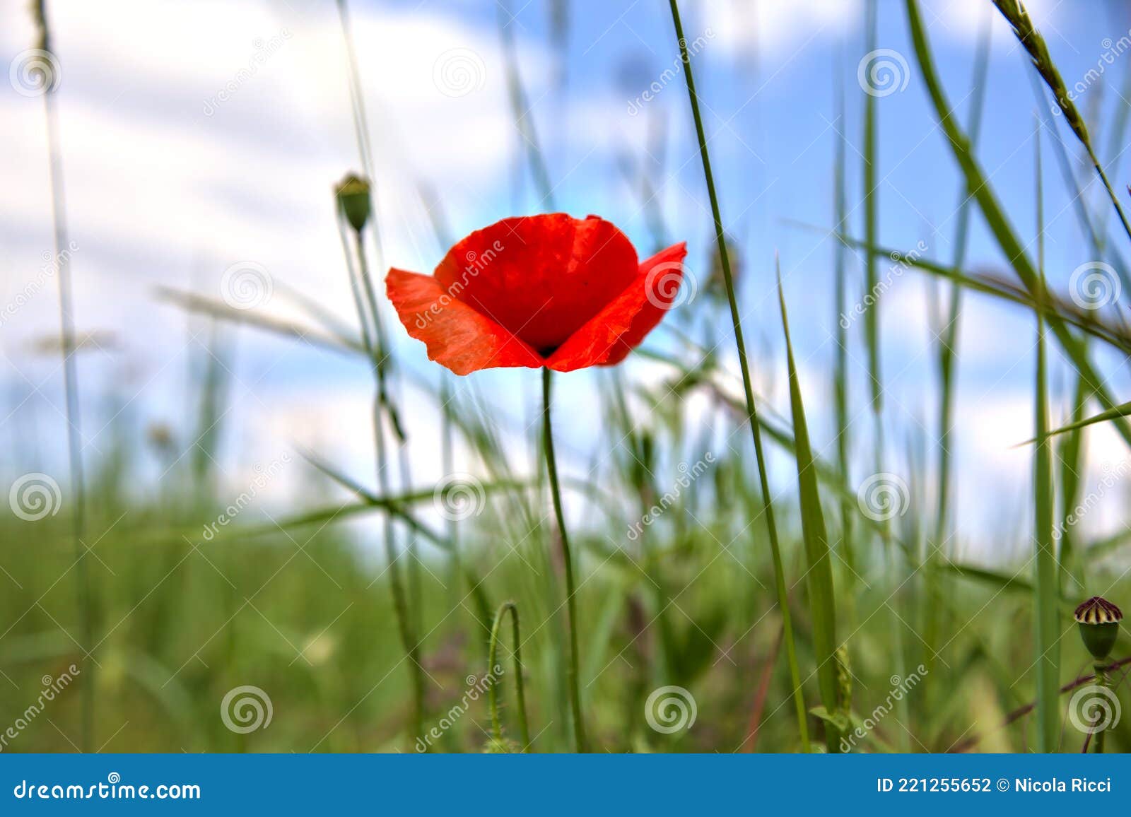Closeup of a Poppy in the Grass with the Sky in the Background Stock ...