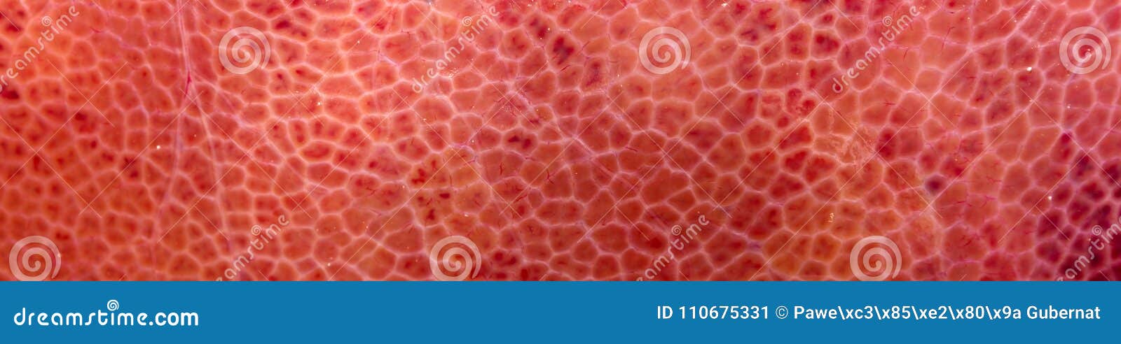 Closeup of Pork Liver As Texture. Stock Image - Image of design ...