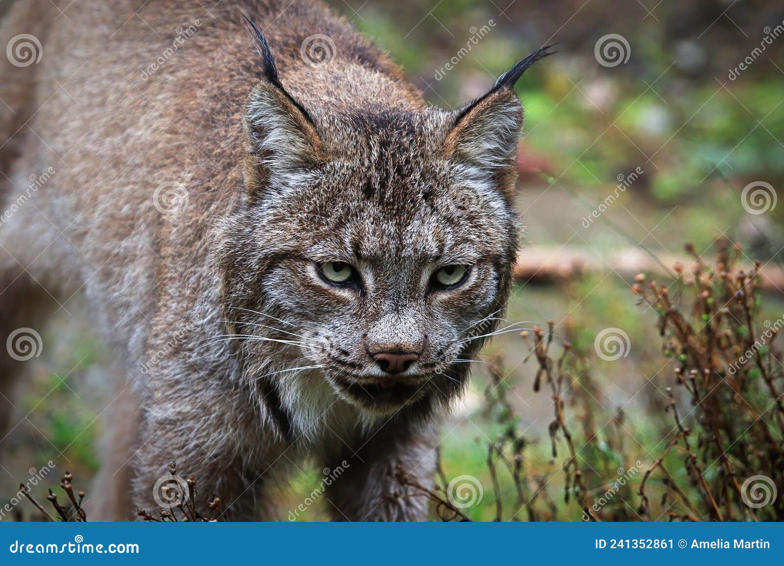 Closeup Portarit of a Lynx`s Head and Ears Stock Image - Image of furry ...