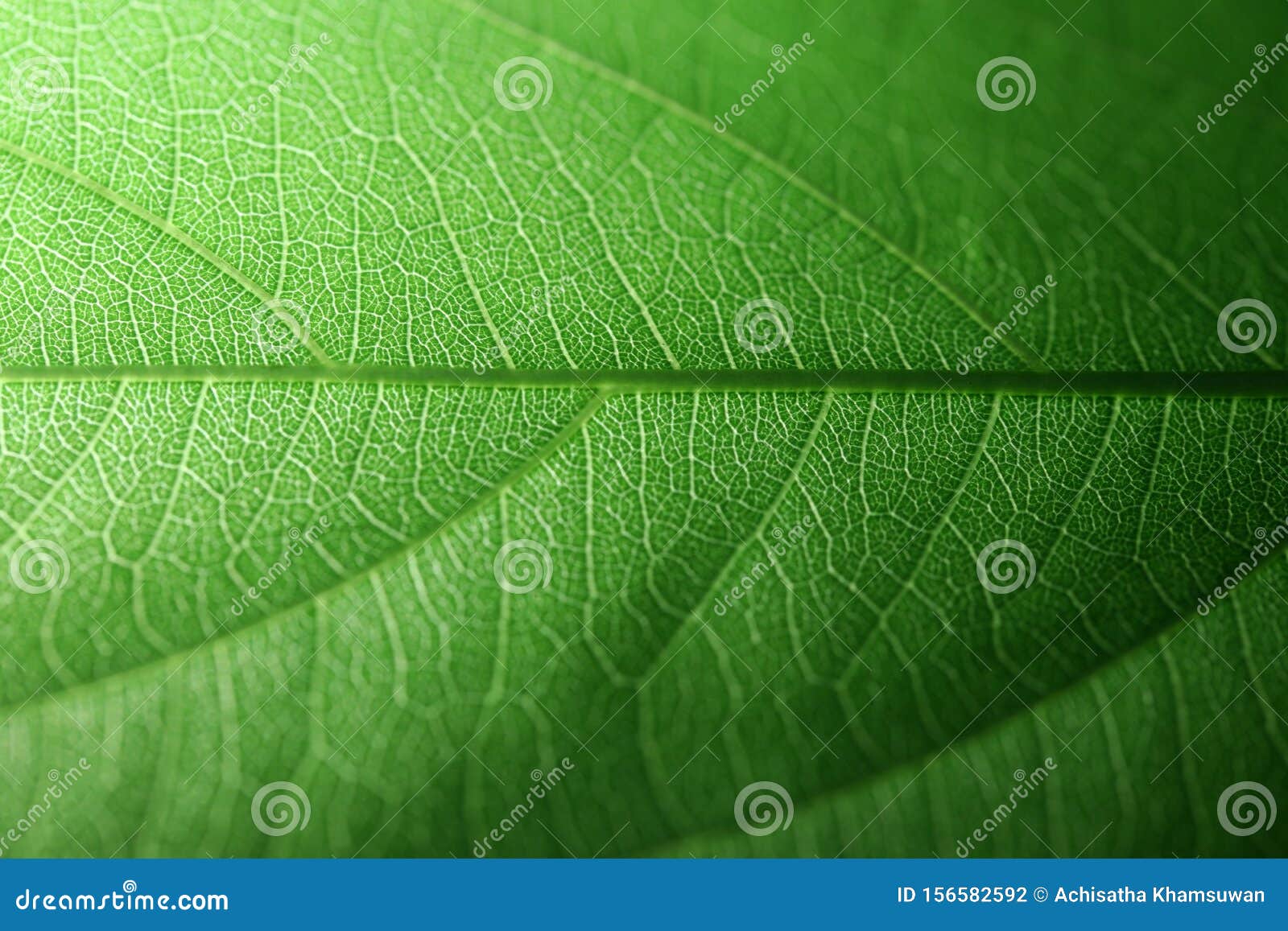 Closeup of Portion of Green Netted Veins Leaf, Reticulate Venation of ...