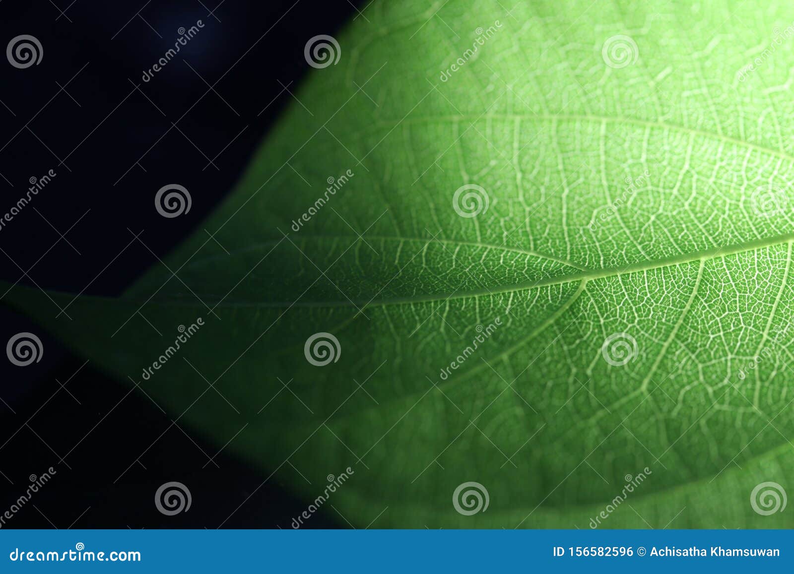 Closeup of Portion of Green Netted Veins Leaf, Reticulate Venation of ...