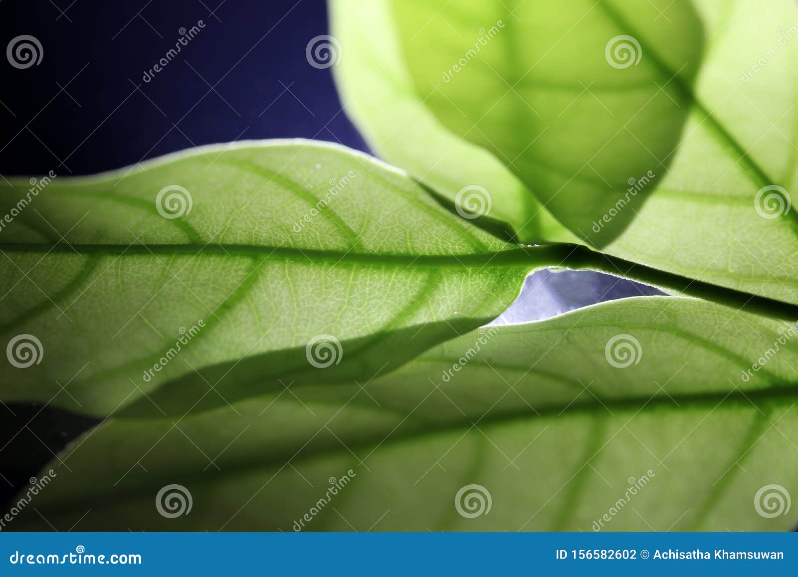 Closeup of Portion of Green Netted Veins Leaf, Reticulate Venation of ...