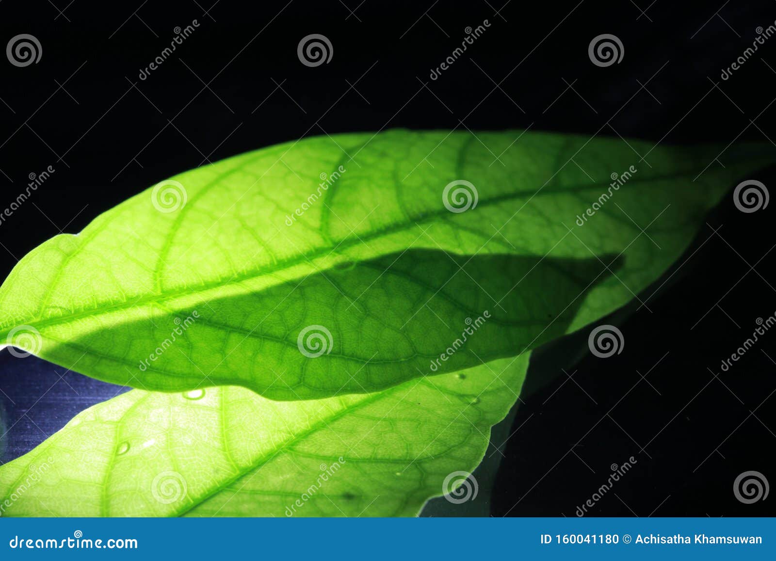 Closeup of Portion of Green Netted Veins Leaf with Light Stock Photo ...