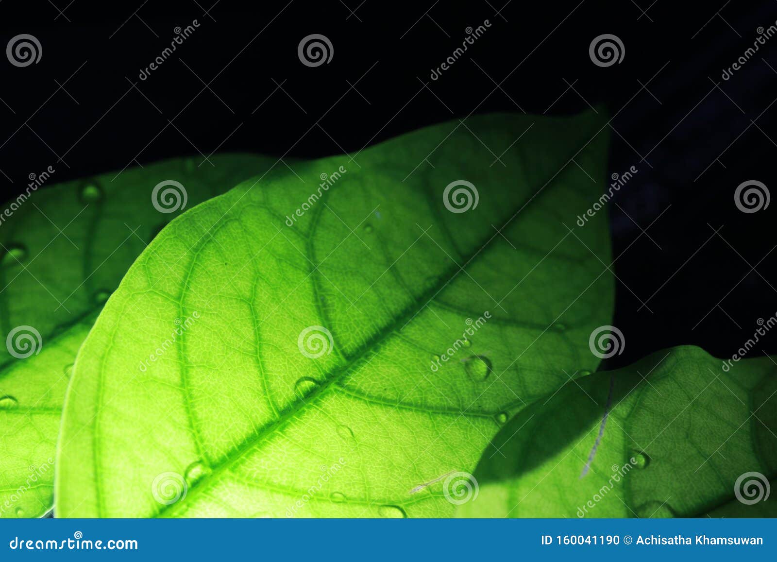 Closeup of Portion of Green Netted Veins Leaf with Light Stock Photo ...