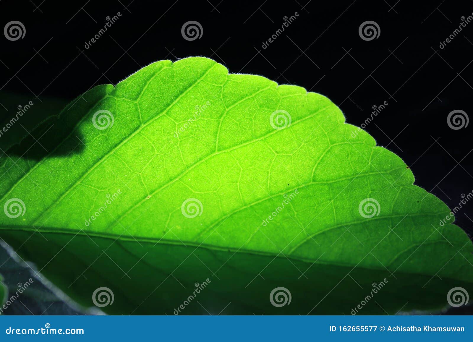 Closeup of Portion of Green Netted Veins Leaf, Reticulate Venation of ...