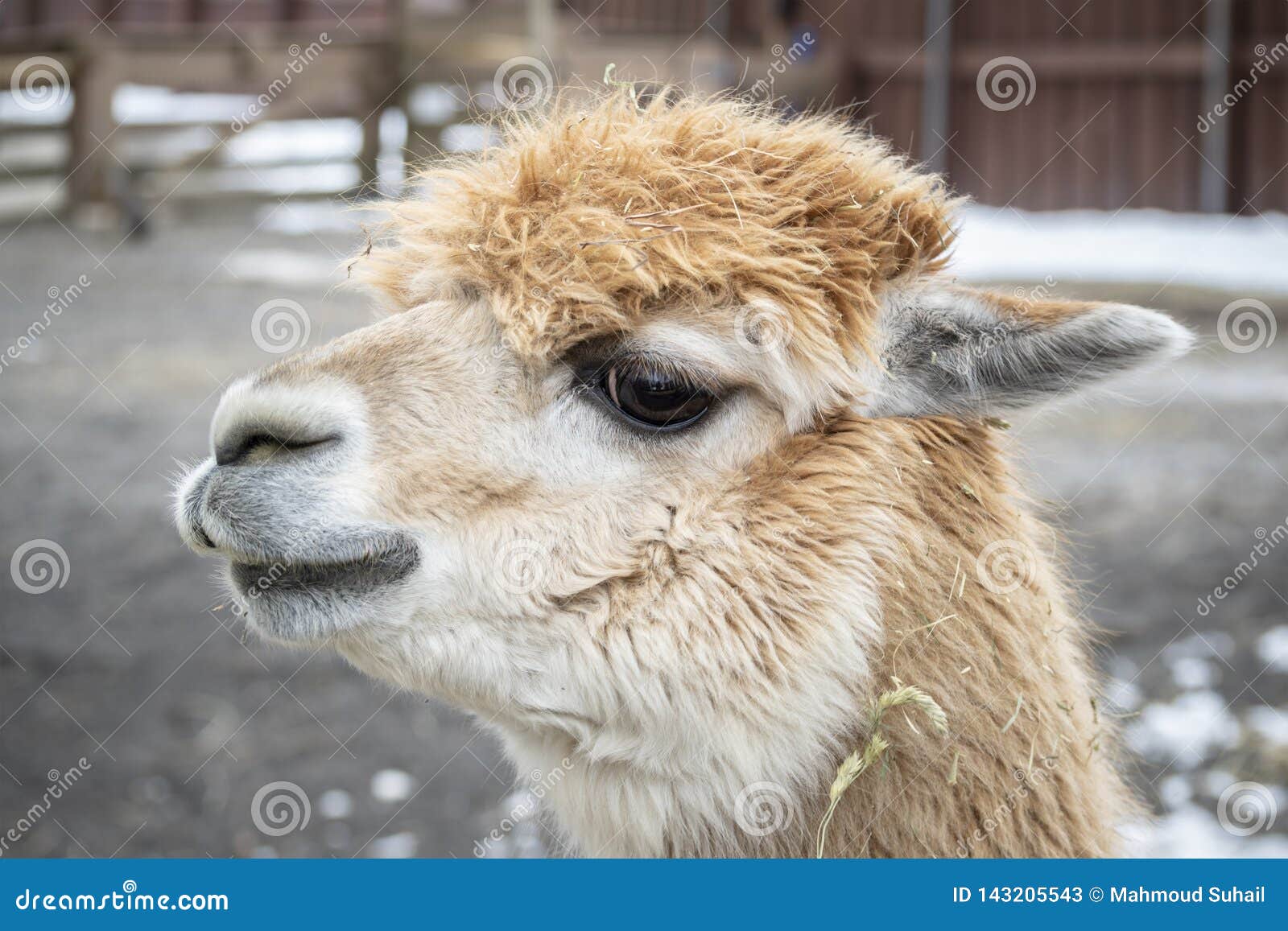 Closeup Headshot of Alpaca Face Stock Image - Image of america, native ...