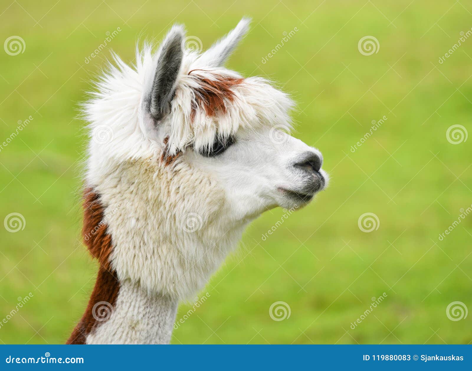 Alpaca portrait stock image. Image of nature, adult - 119880083