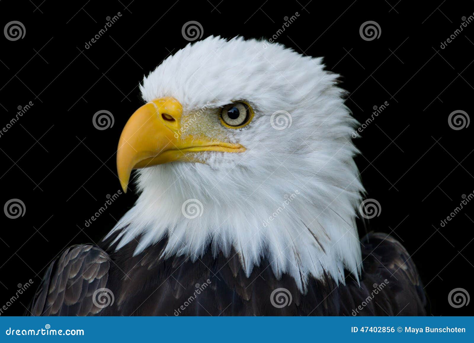 American Eagle Head Profile