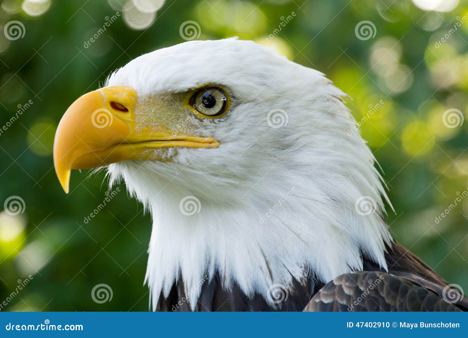 Closeup Portrait of American Bald Eagle Stock Photo - Image of bird ...