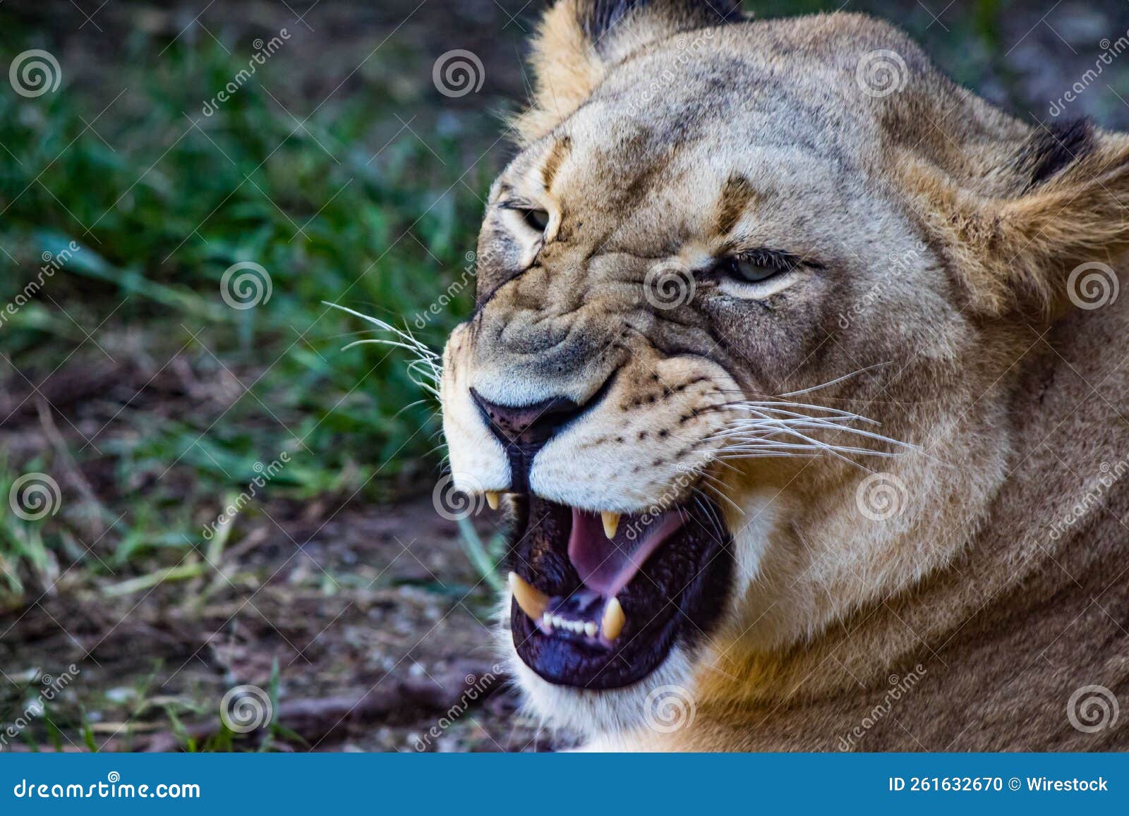 Closeup Portrait of an Angry Lioness Stock Photo - Image of predator ...