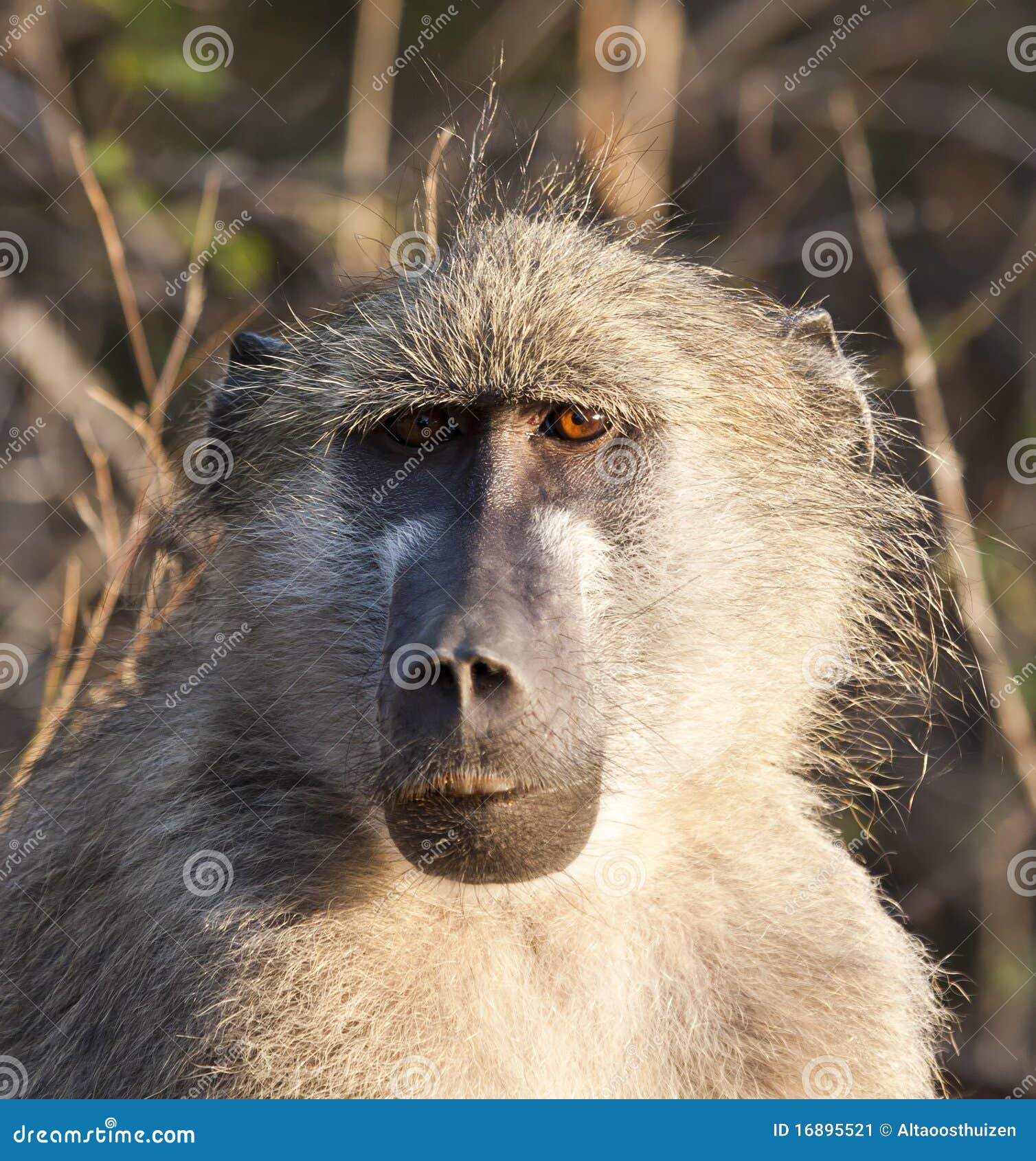 Closeup Portrait of a Baboon Stock Image - Image of observe, close ...