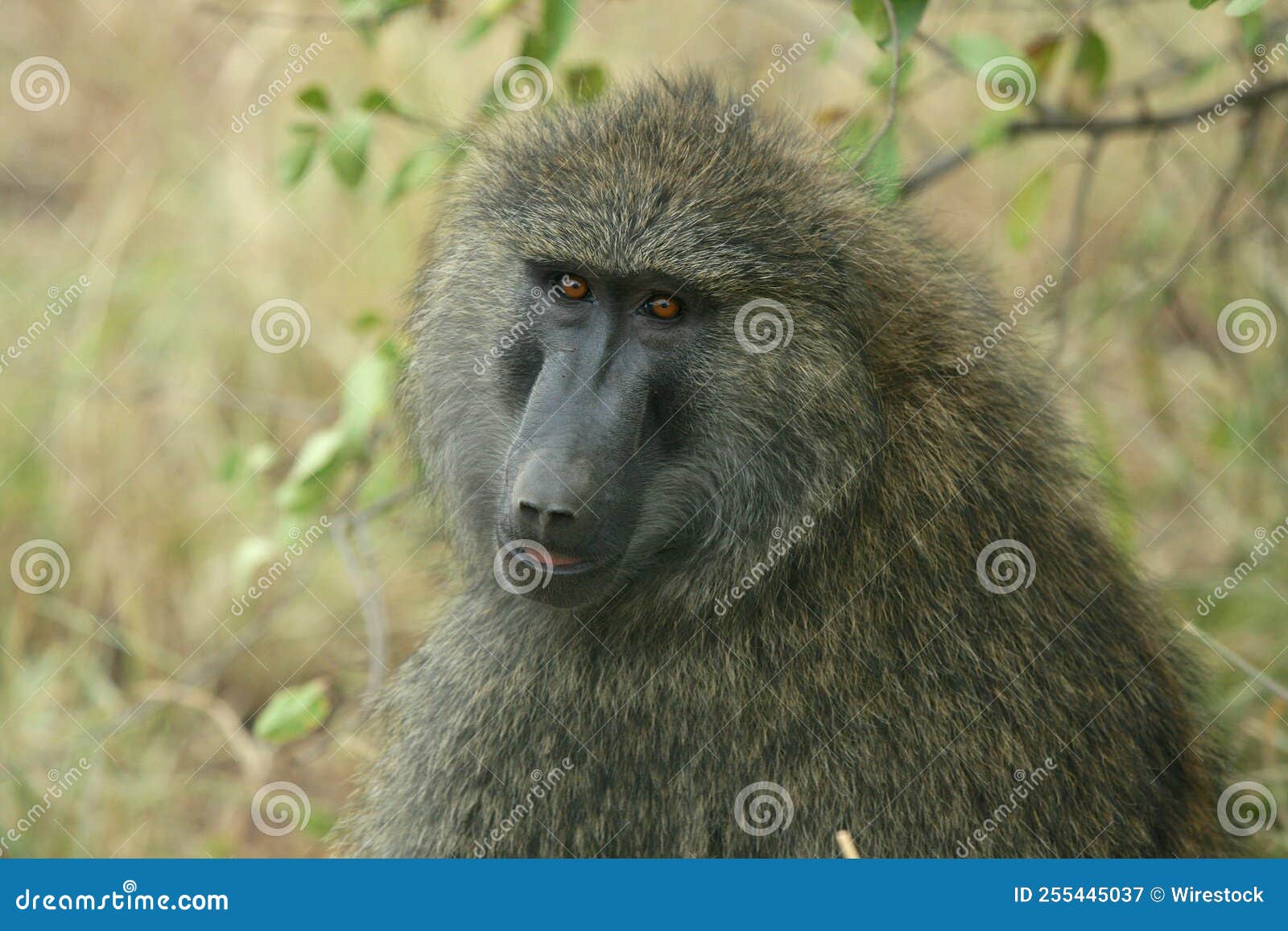 Closeup Portrait of a Baboon in Africa Stock Image - Image of portrait ...