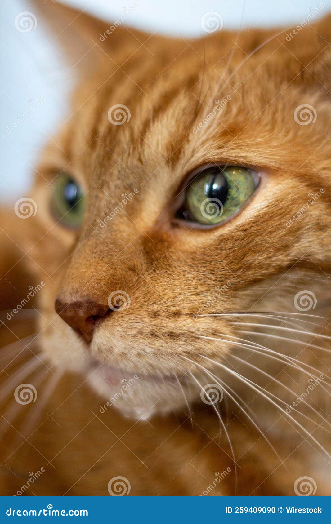 Closeup Portrait of a Beautiful Ginger Cat Stock Photo - Image of ...