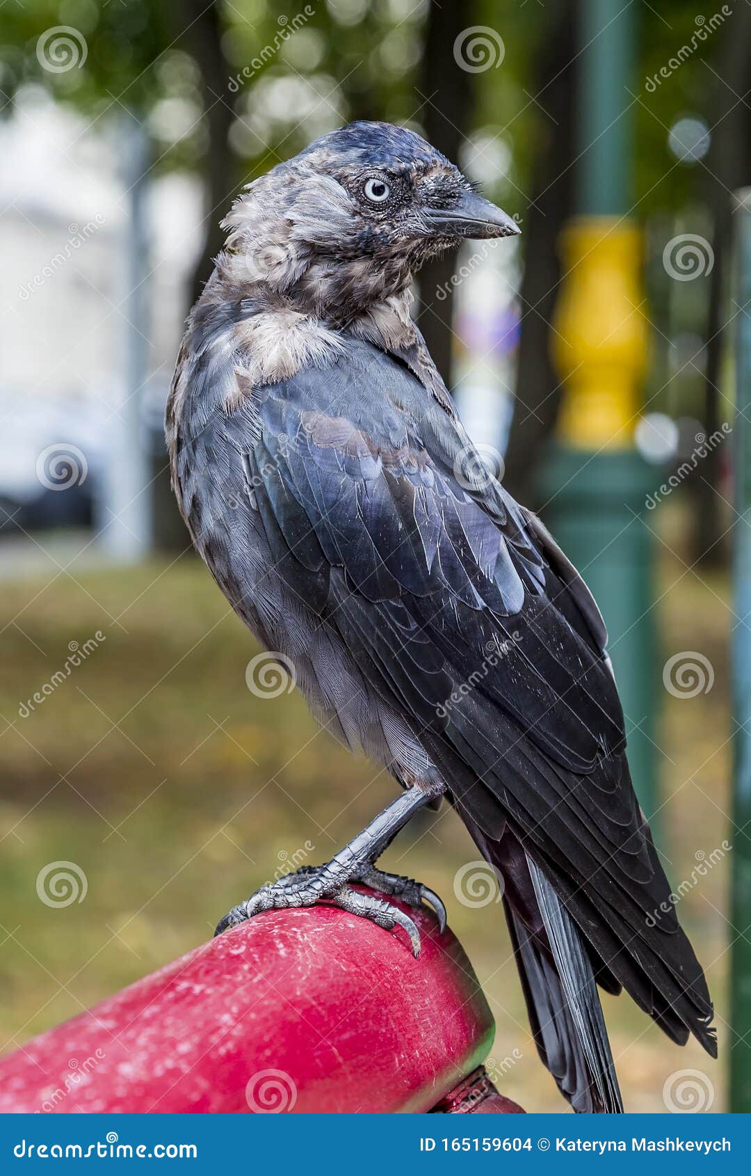 Closeup Portrait of a Black Bird Jackdaw with Head Looking Back Stock ...