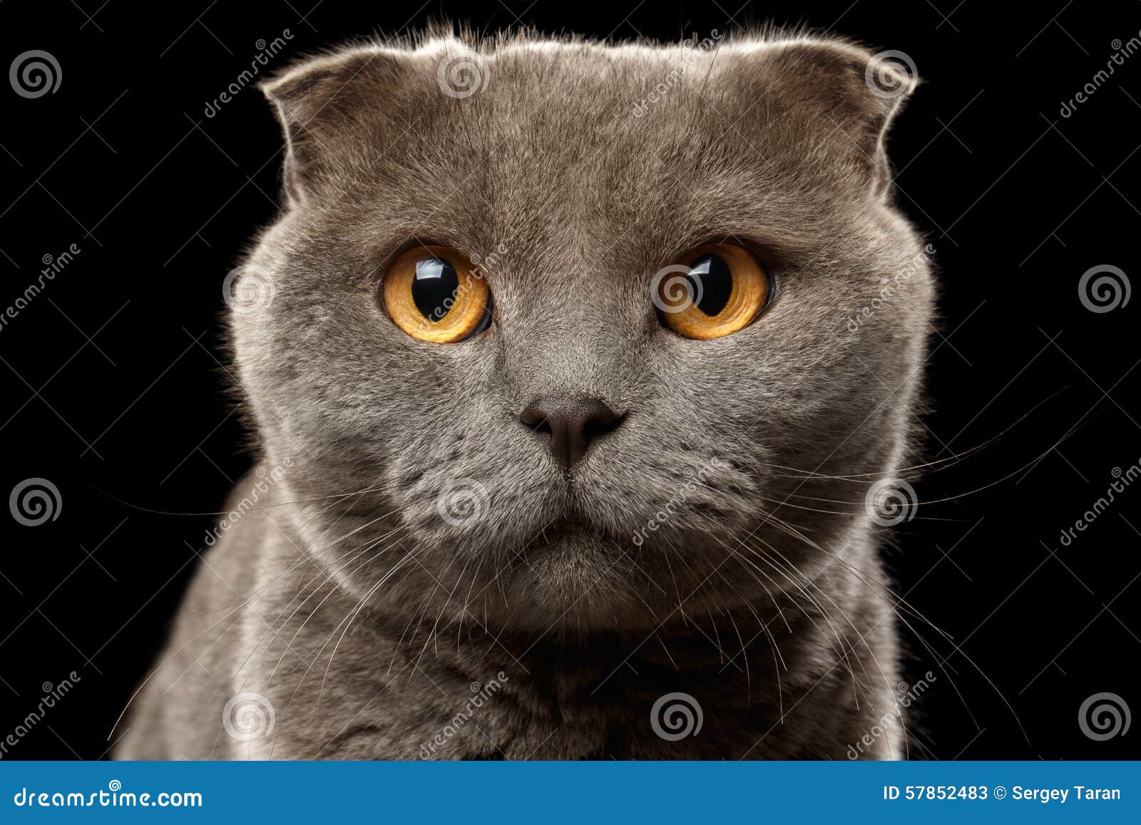 Closeup Portrait of British Fold Cat on Black Stock Image - Image of ...