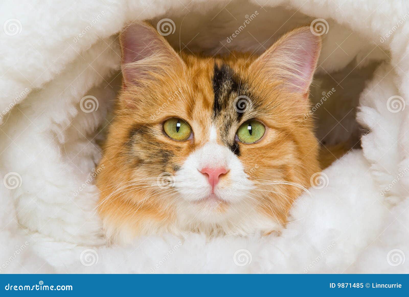 Closeup Portrait of Calico Cat in Fur Bed Stock Image - Image of ...