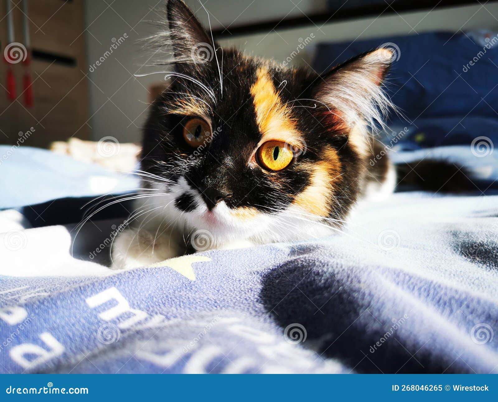 Closeup Portrait of a Calico Cat Lying on Bed in Sunlight, Looking into ...