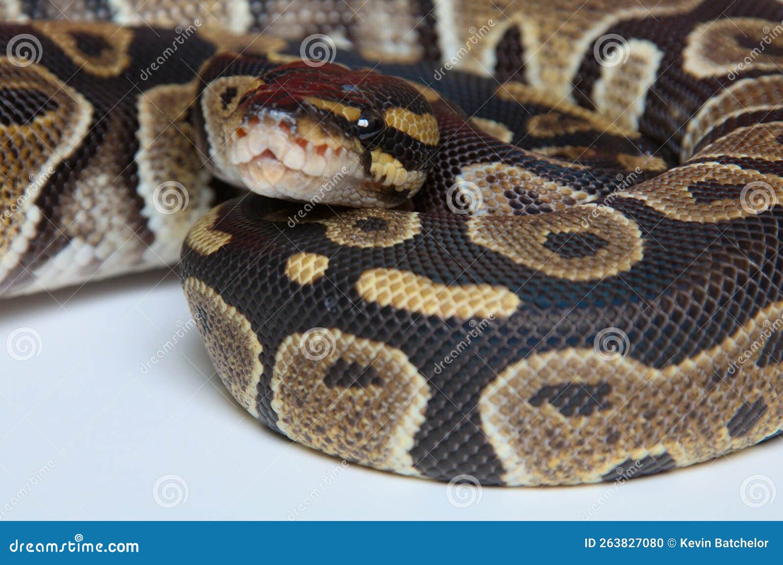 Chocolate Ball Python Portrait Stock Photo - Image of animal, wildlife: 263827080