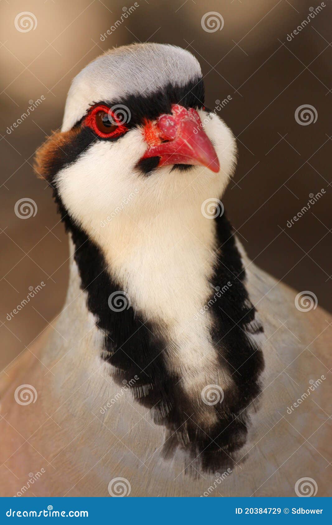 Closeup Portrait of a Chukar Stock Image - Image of introduced, nevada ...